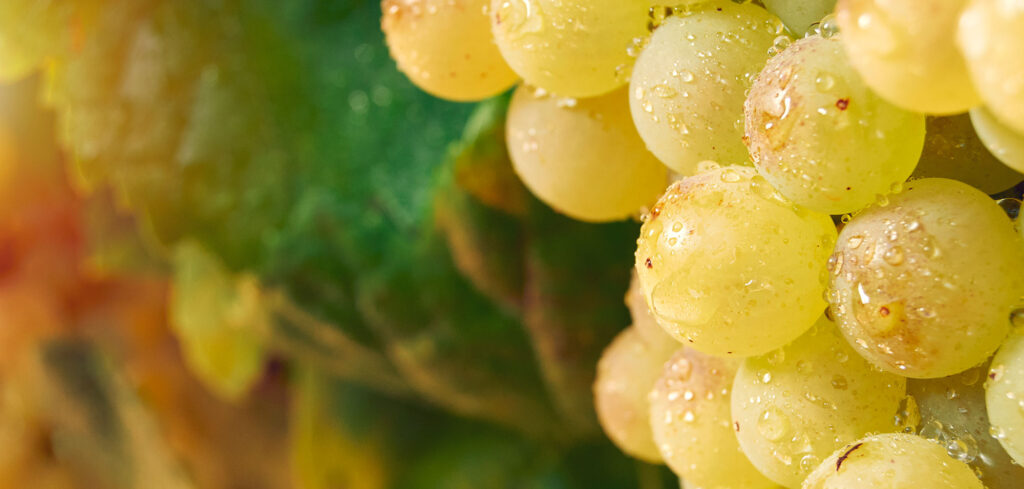 News & events - Sustainable Wine Roundtable