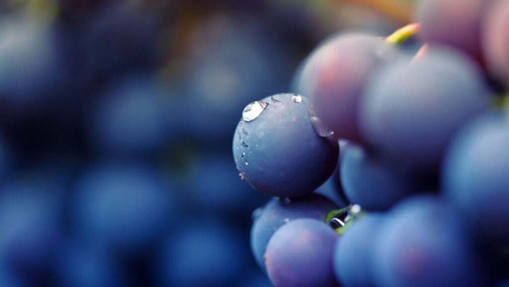 Standards Benchmarking - Sustainable Wine Roundtable