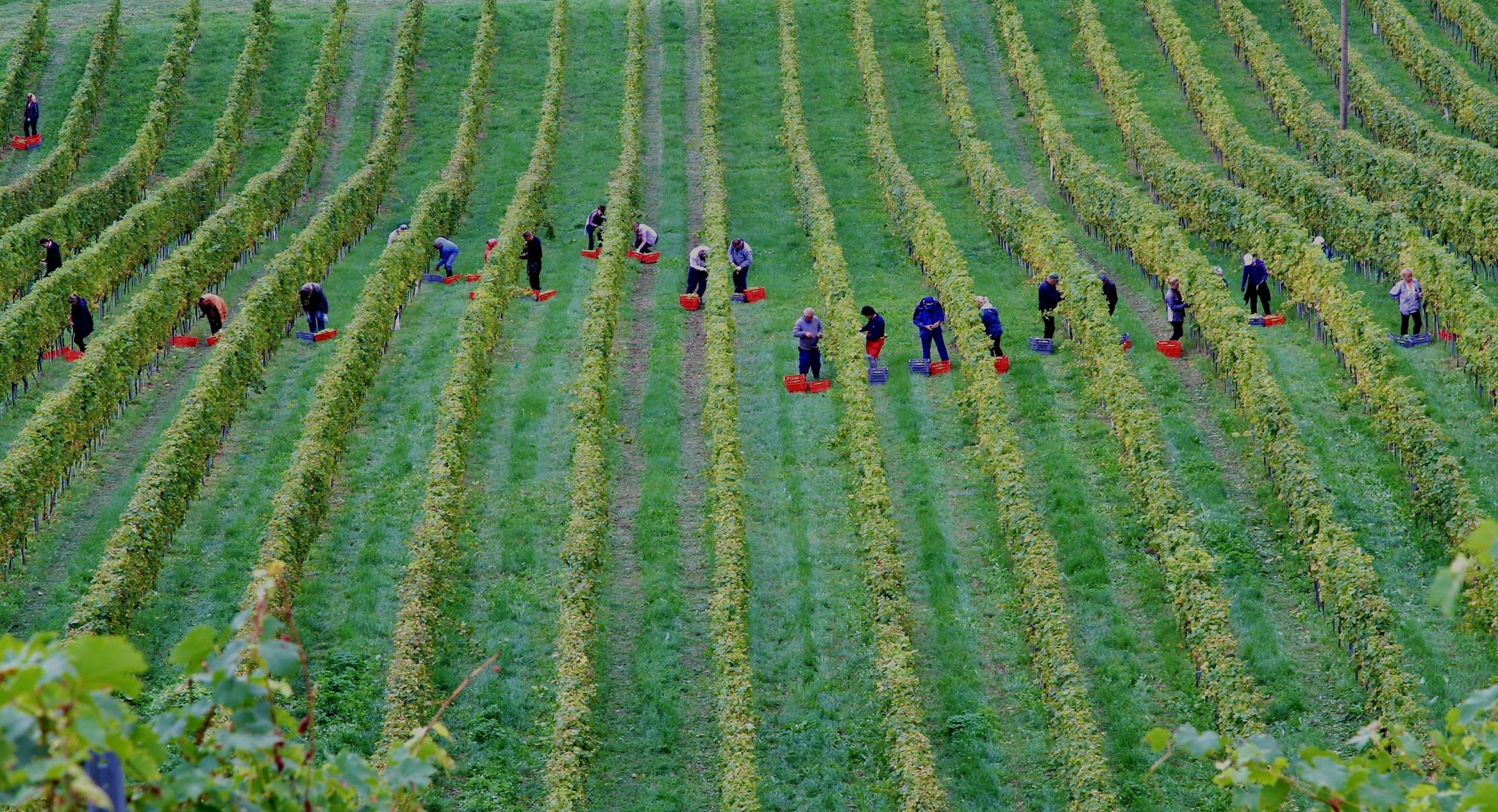 Developing a human rights management process - Sustainable Wine Roundtable