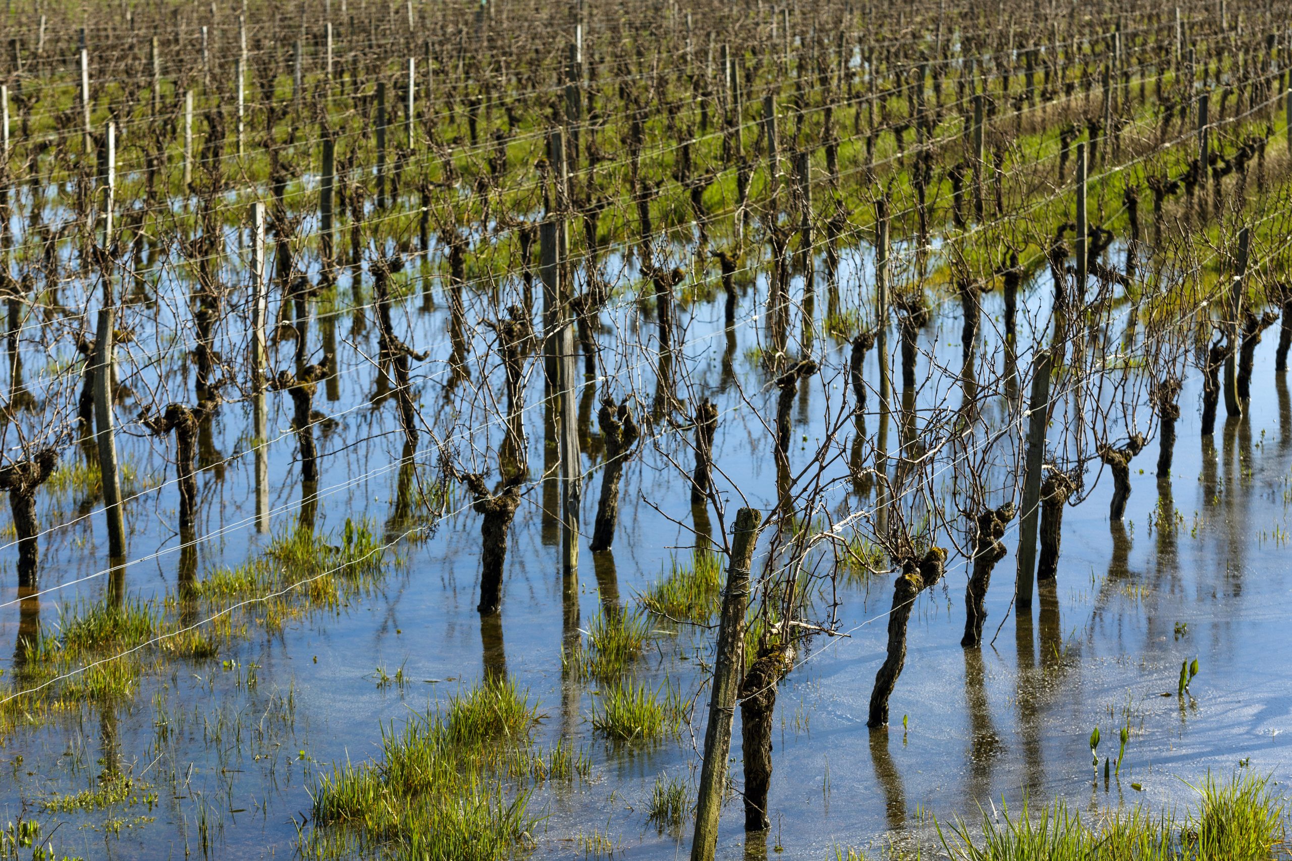 The SW Summary: On floods in Australia, carbon capture in the vineyard, mandatory ingredient ...
