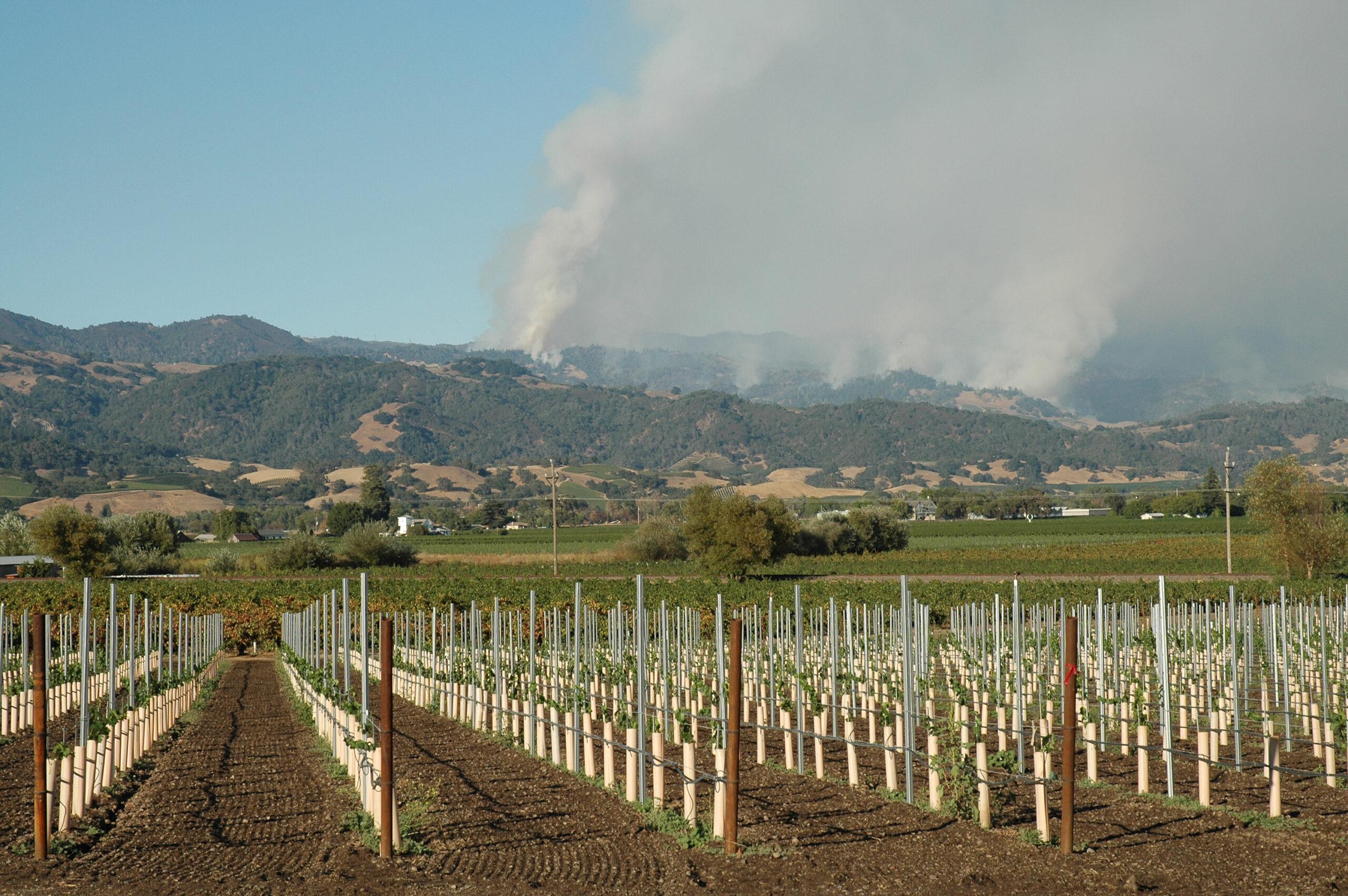 The SW Summary: The high effort behind low-intervention wine, the need ...