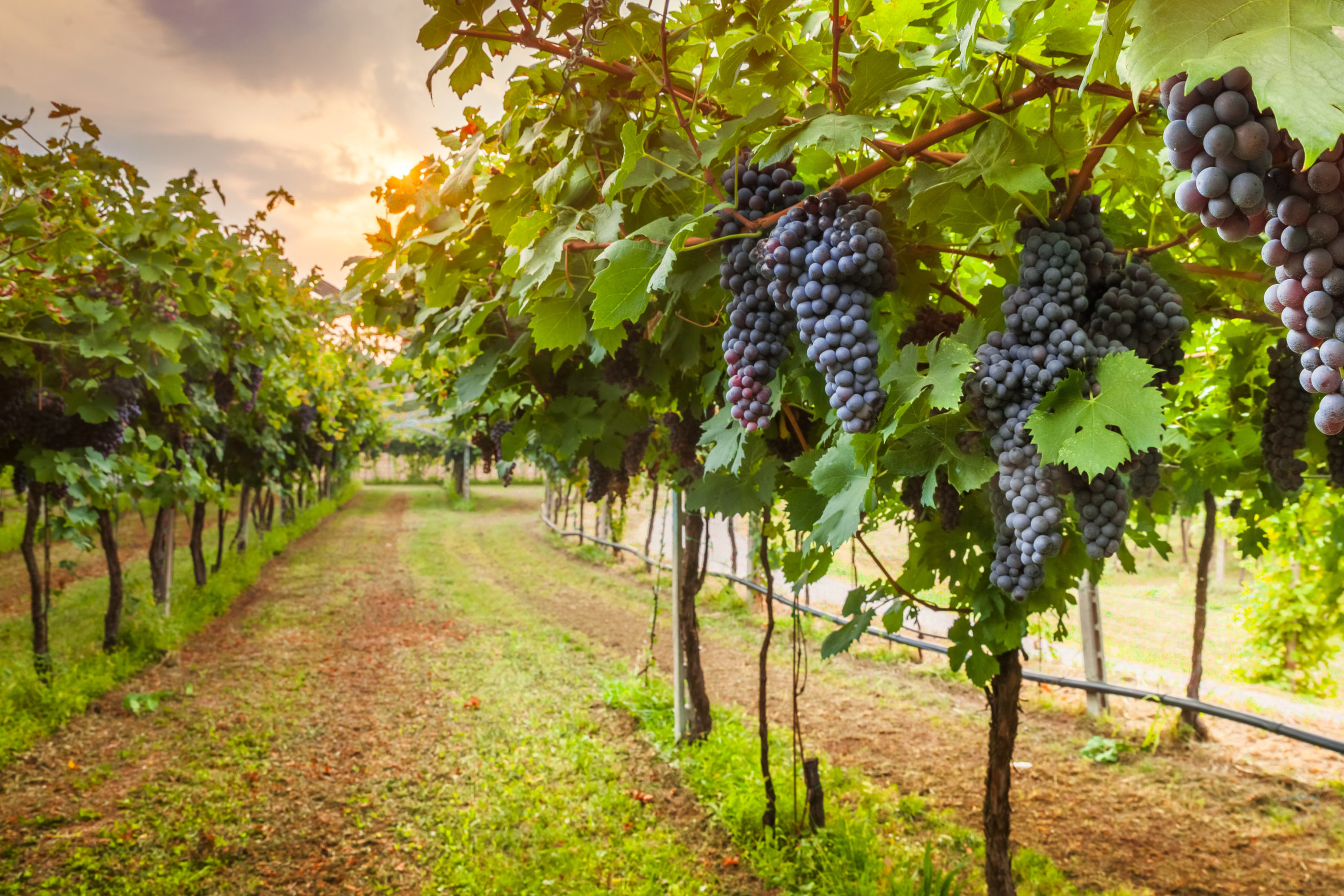 The SW Summary: Switching grape varieties, crowdfunding for ...