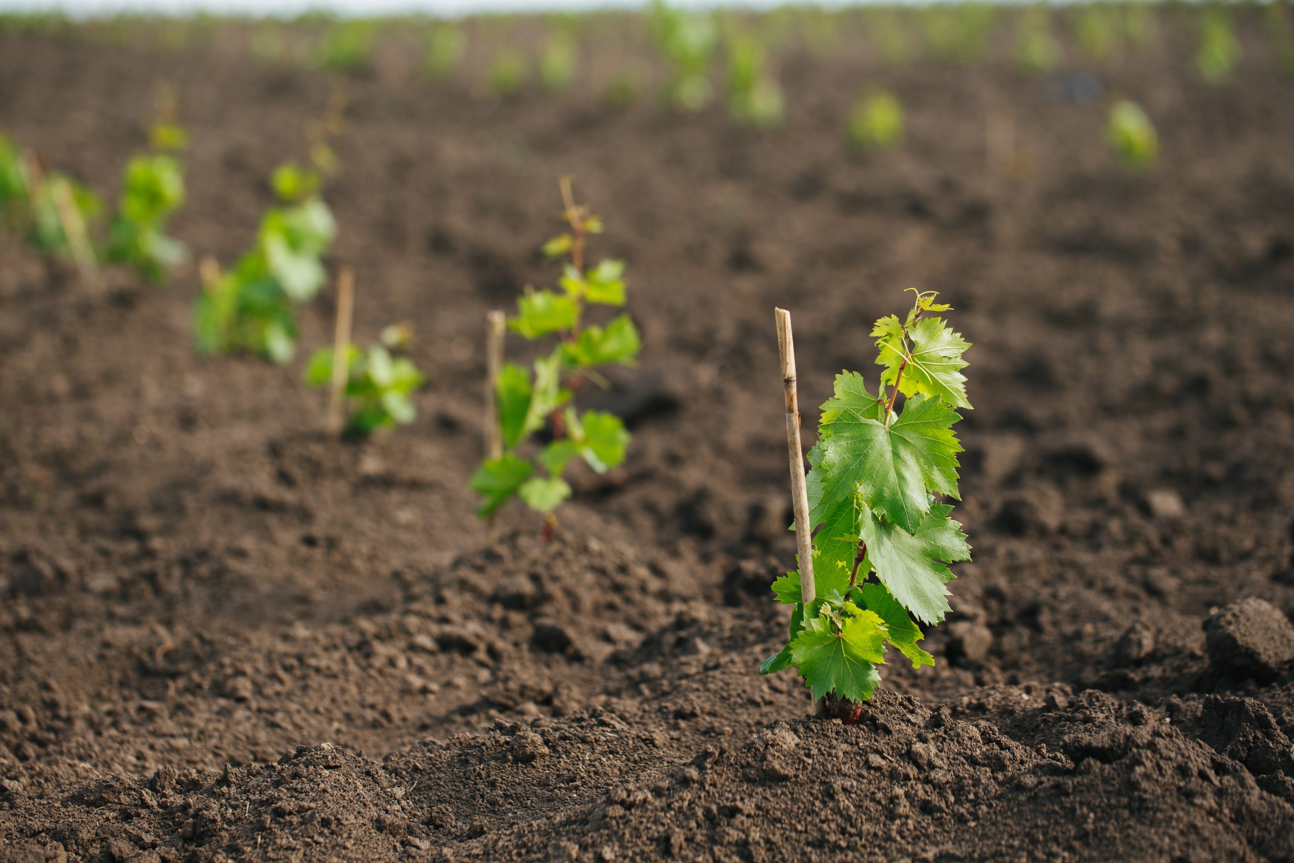 The SW Summary: On hybrid grapes in Bordeaux, sustainability disclosure standards, ancient ...